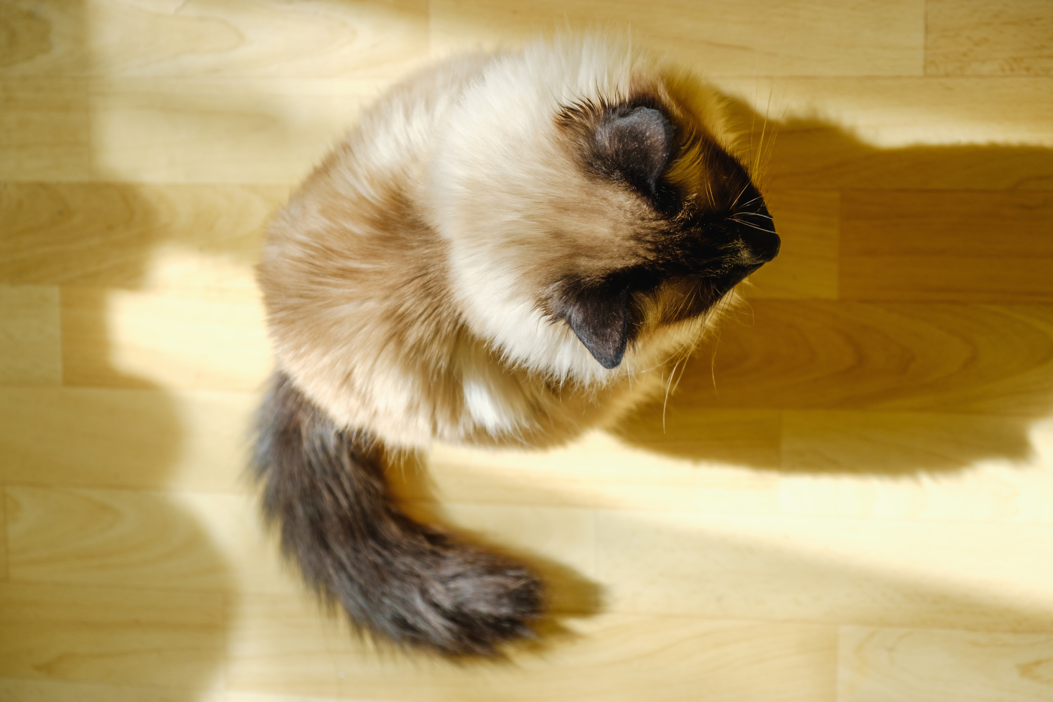 Balinese Cat Breed Information & Characteristics