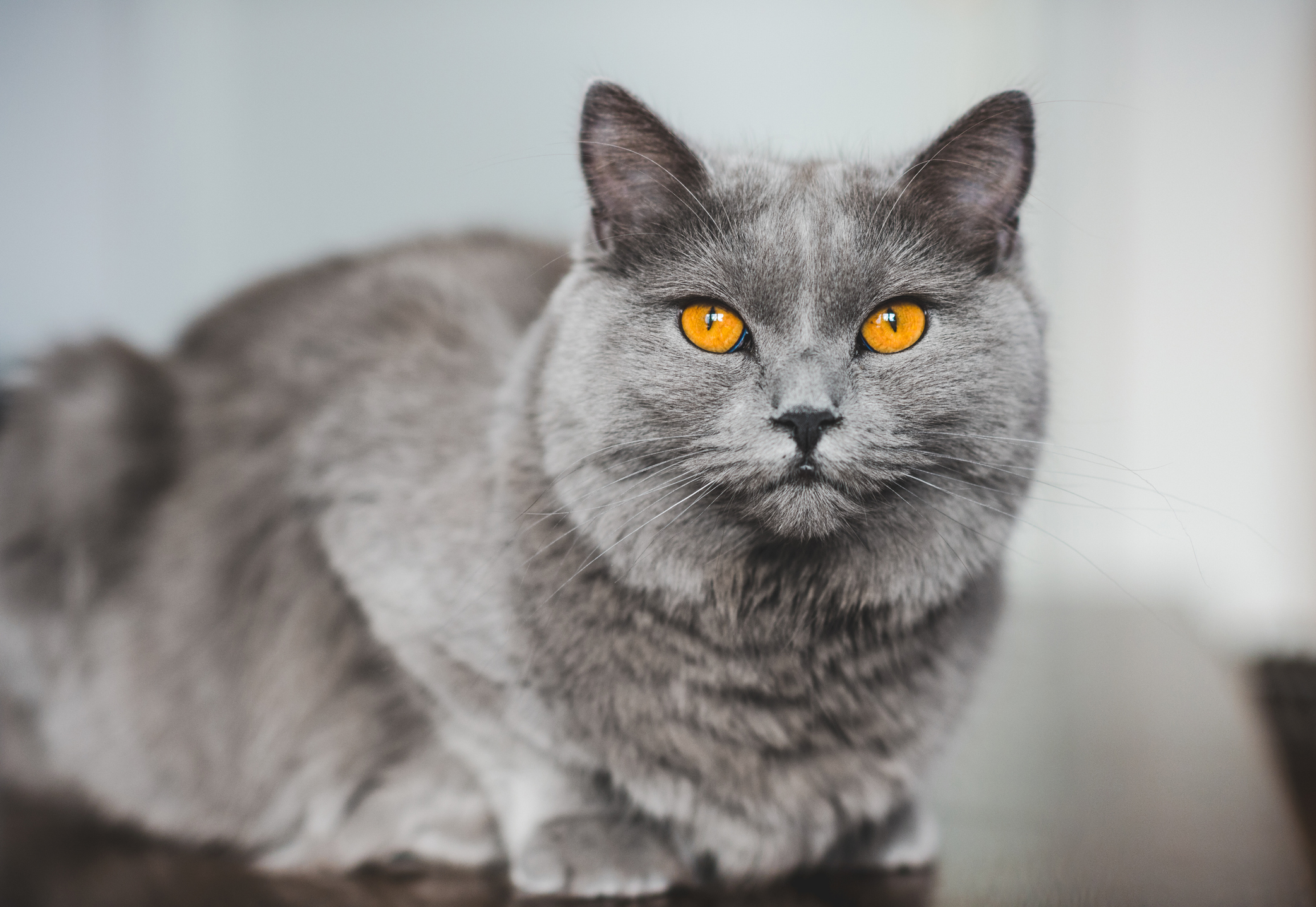 Chartreux Cat Breed Information & Characteristics