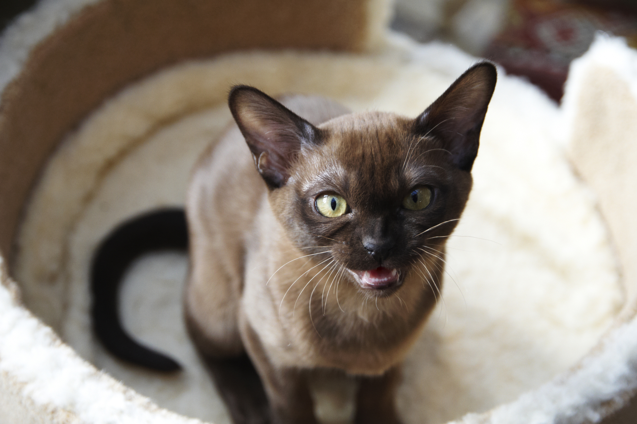 European Burmese Cat Breed Information & Characteristics