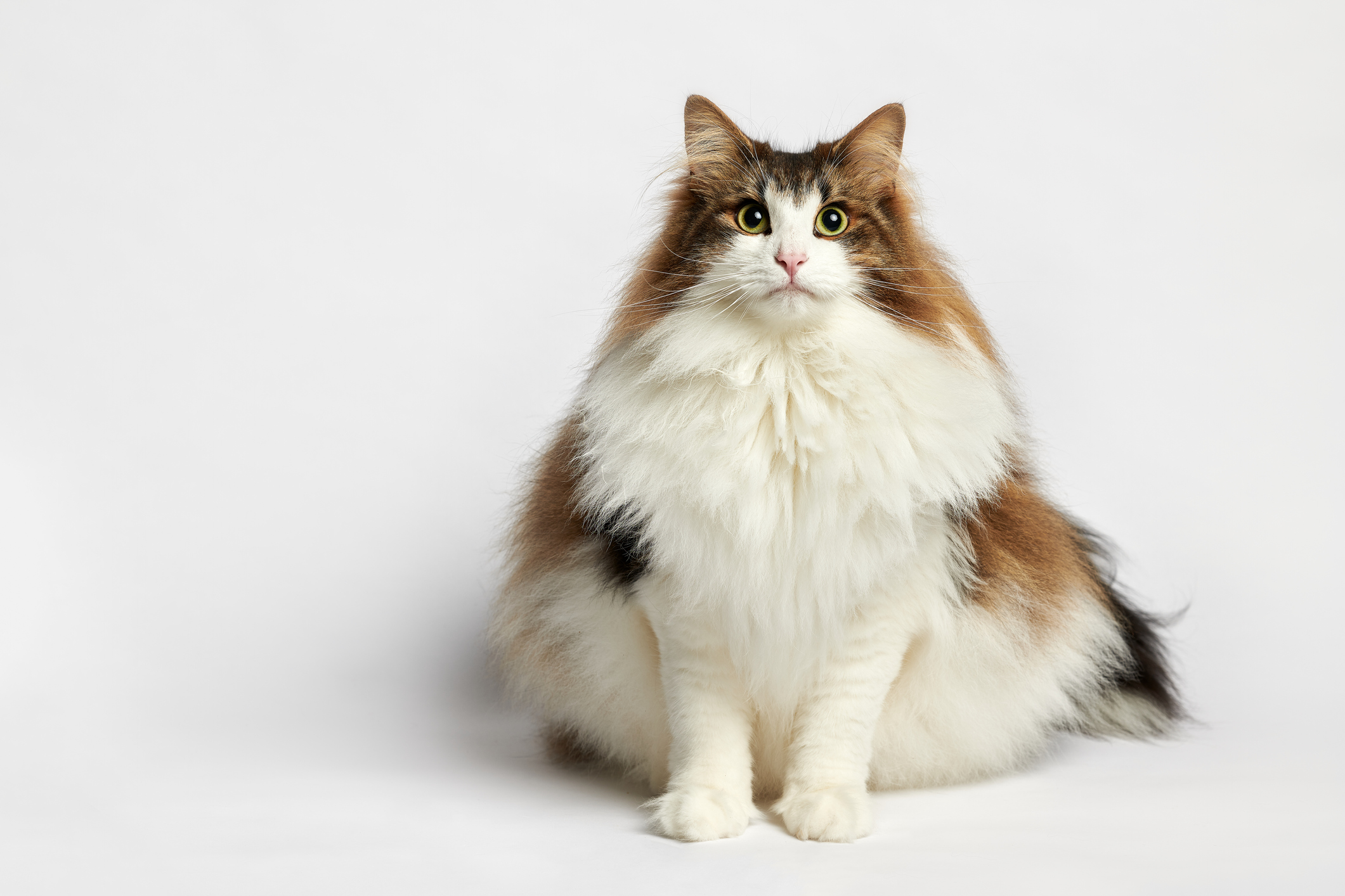 Norwegian Forest Cat Breed Information & Characteristics