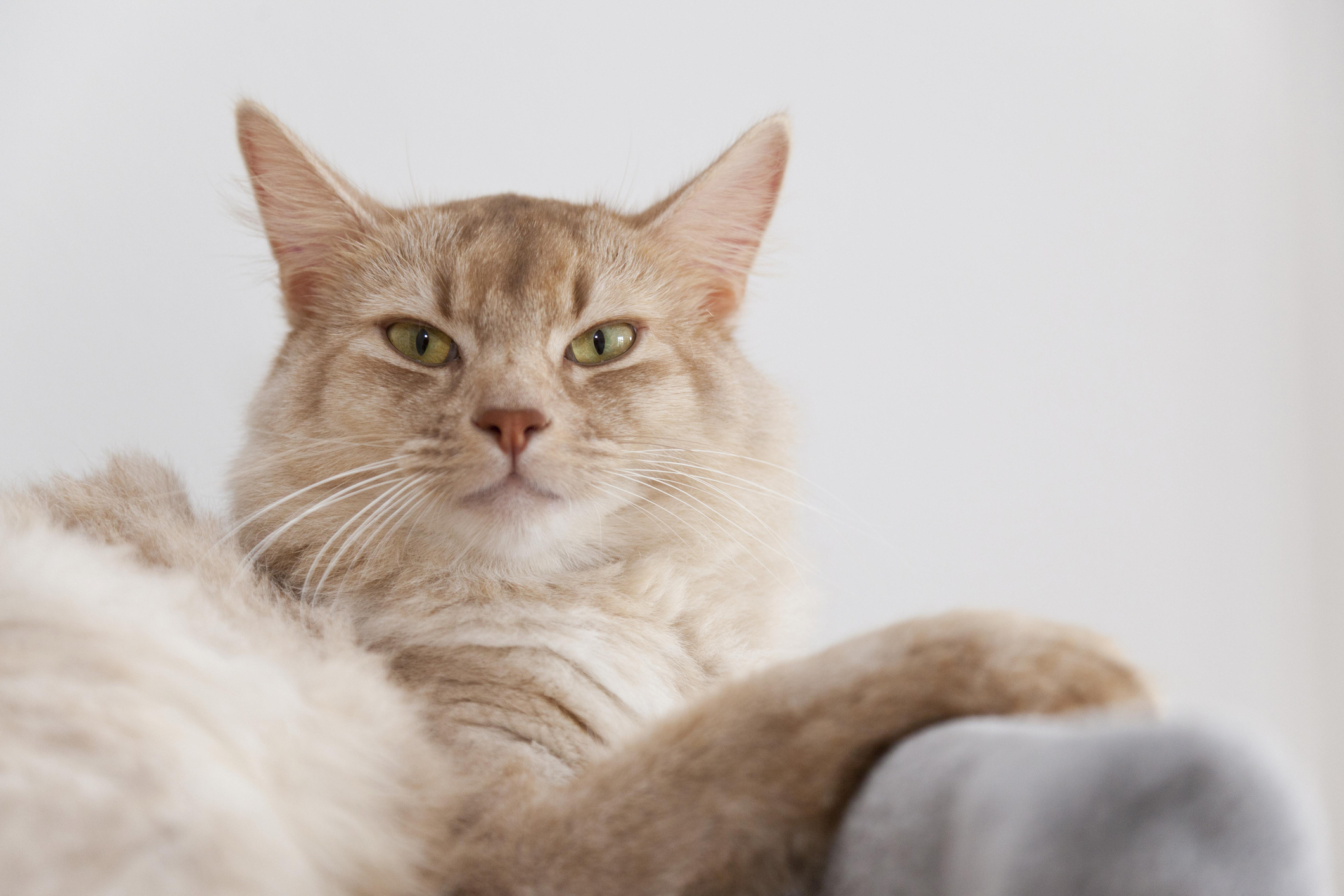 Somali Cat Breed Information & Characteristics