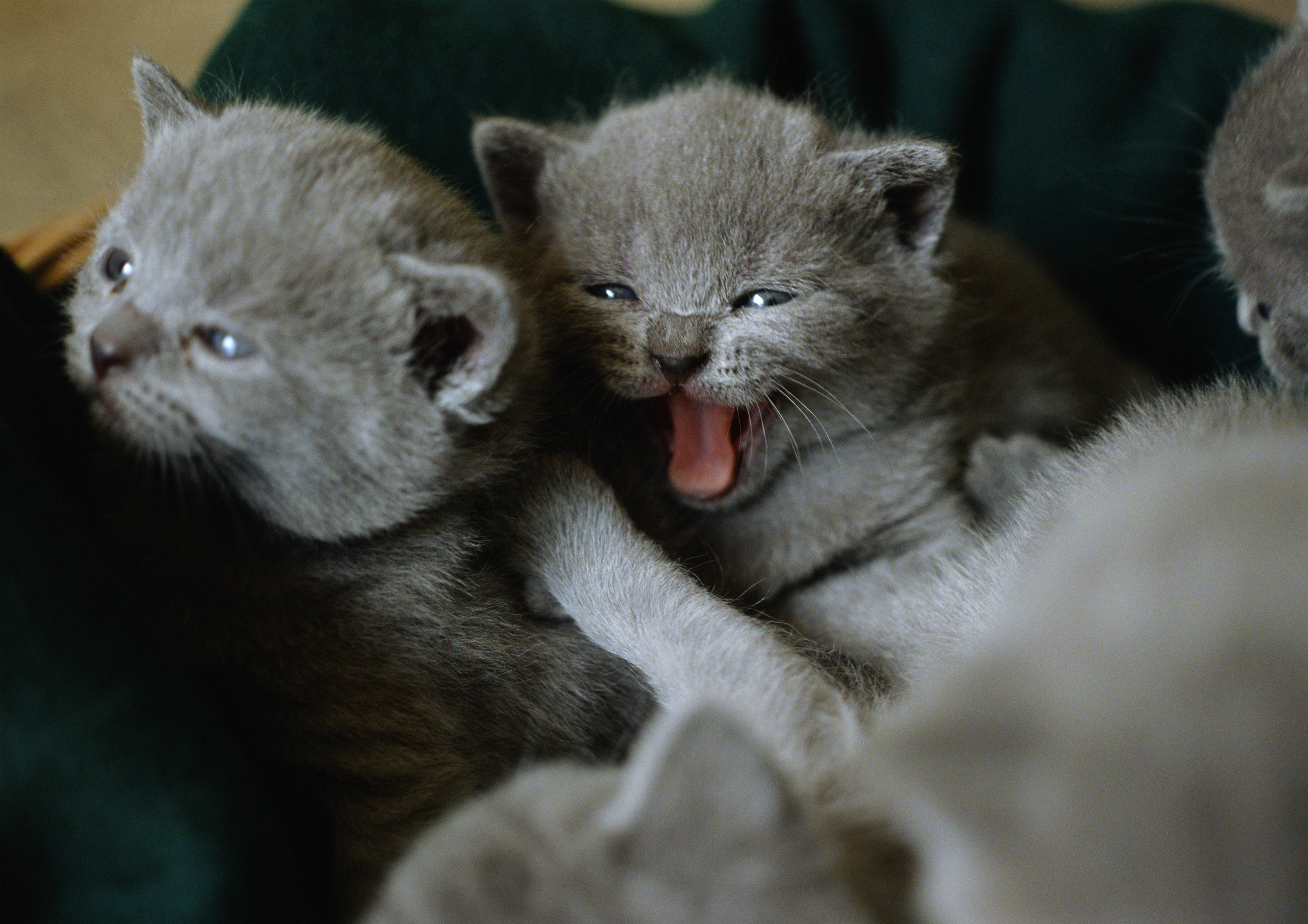 Chartreux Cat Breed Information & Characteristics