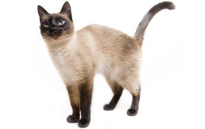 Siamese Cat Breed Information & Characteristics