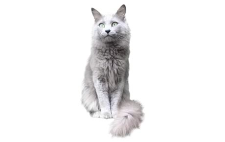 Nebelung Cat Breed Information, Pictures, Characteristics, & Facts