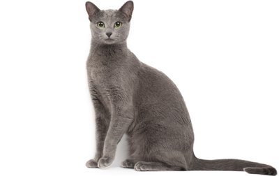 Russian Blue Cat Breed Information, Pictures, Characteristics & Facts