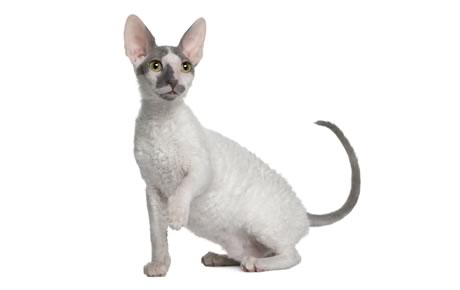 Cornish Rex Cat Breed Information, Pictures, Characteristics & Facts