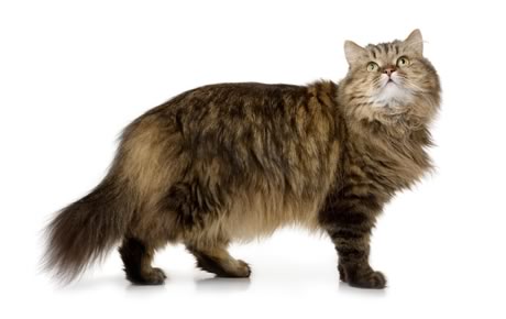 Norwegian Forest Cat Breed Information, Pictures, Characteristics & Facts