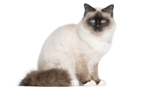 Birman Cat Breed Information, Pictures, Characteristics & Facts