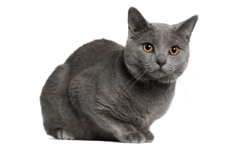 Chartreux Cat Breed Information, Pictures, Characteristics & Facts