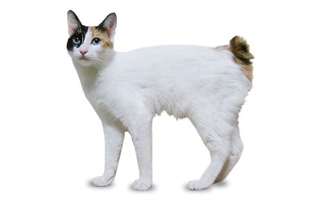 Japanese Bobtail Cat Breed Information, Pictures, Characteristics & Facts