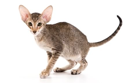 Oriental Cat Breed Information, Pictures, Characteristics & Facts
