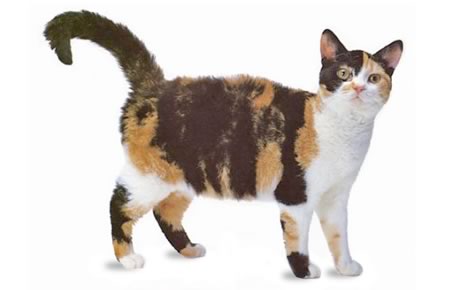 American Wirehair Cat Breed Information, Pictures, Characteristics & Facts