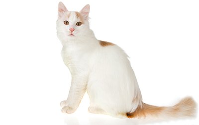Turkish Van Cat Breed Information, Pictures, Characteristics & Facts
