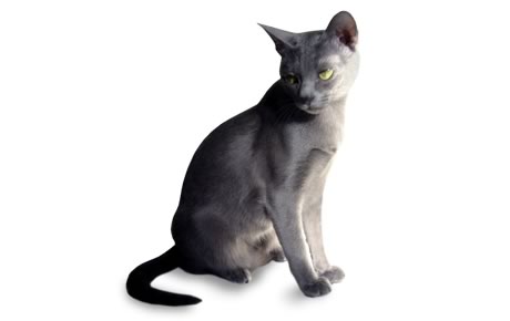 Korat Cat Breed Information, Pictures, Characteristics & Facts