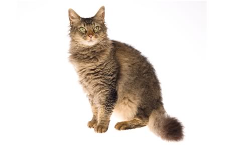 LaPerm Cat Breed Information, Pictures, Characteristics & Facts