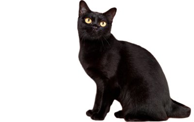 Bombay Cat Breed Information, Pictures, Characteristics & Facts