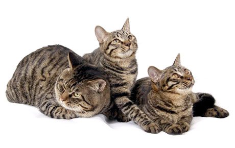 Chinese Li Hau Cat Breed Information, Pictures, Characteristics & Facts