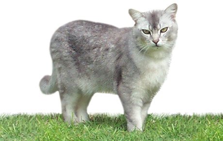 Burmilla Cat Breed Information, Pictures, Characteristics & Facts