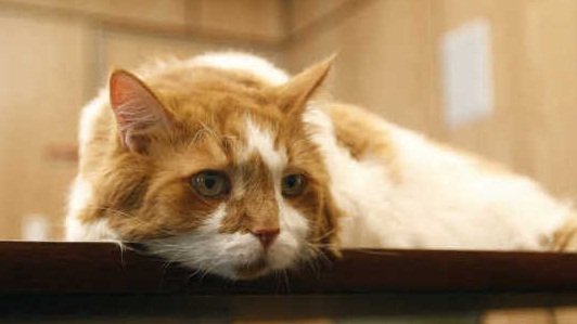 Cat gets knee-replacement surgery - CatTime