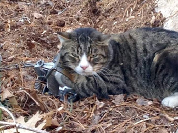 Vincent The Cat Gets Rare Prosthetic Leg Impants - CatTime