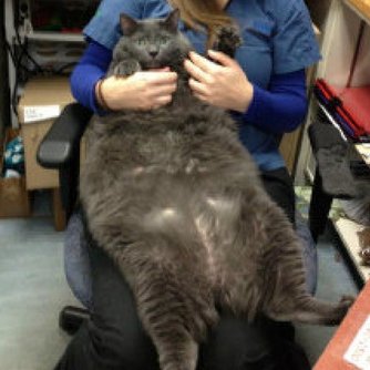 A 30-pound cat motivates others to give and slim down - CatTime