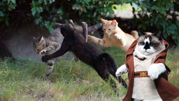 'Star Wars' Saga Cat Names For Your Force-Wielding Kitty - CatTime