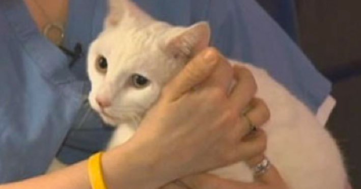 Boston Cat Survives 19-Story Drop - CatTime