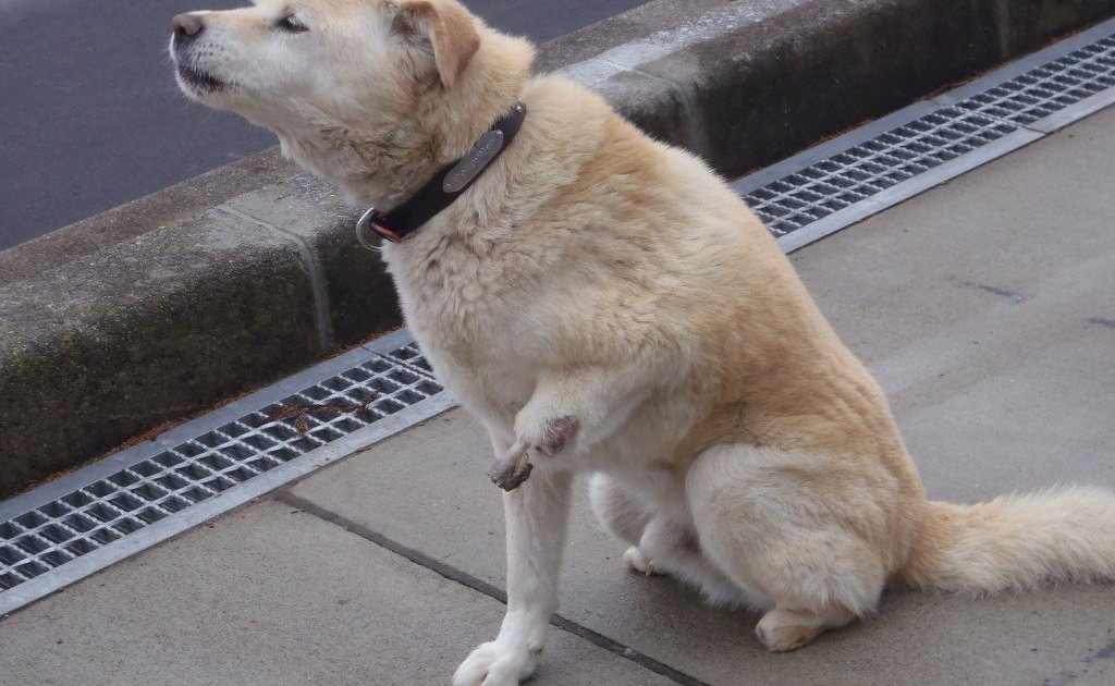 Hero for the animals of Fukushima - CatTime