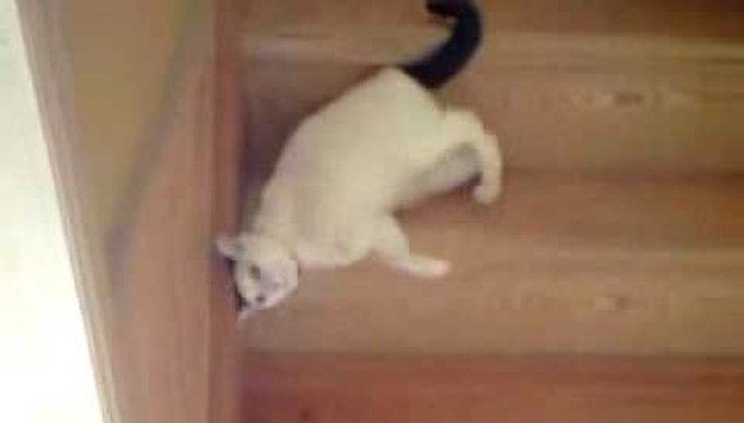 Rolling Down The Stairs [VIDEO] - CatTime