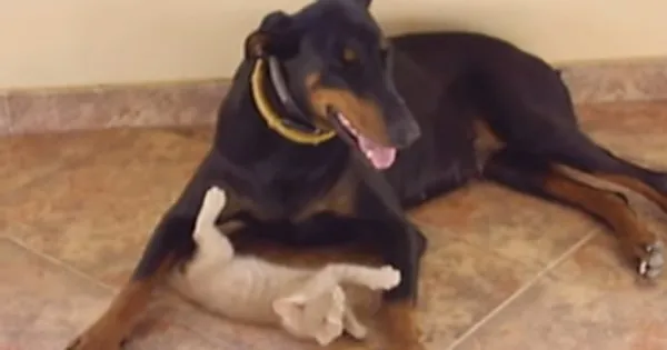 The Doberman And The Kitten [VIDEO] - CatTime
