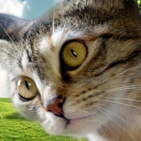 YouTube Videos Made Especially For Cats - CatTime