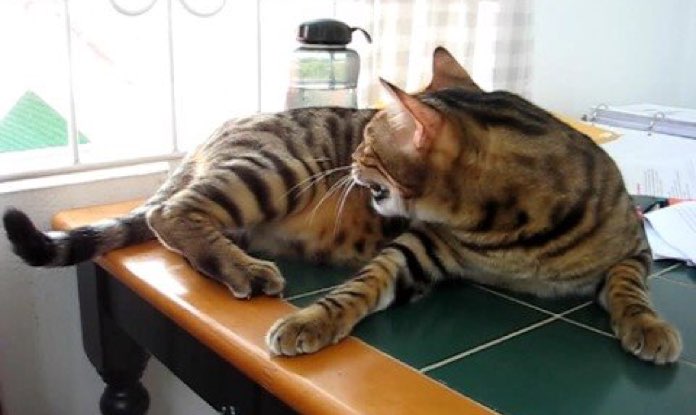 Bengal Cat Speaks Fluent "Bird" - CatTime
