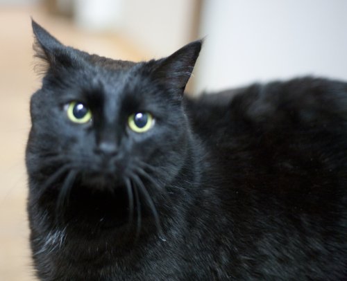 Back in Black Adoptable Cat of the Day: May 7, 2012 - CatTime