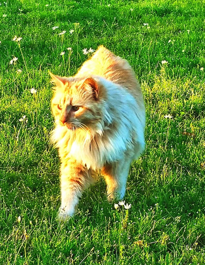 Top Cat Breeds That Shed The Most Fur - CatTime