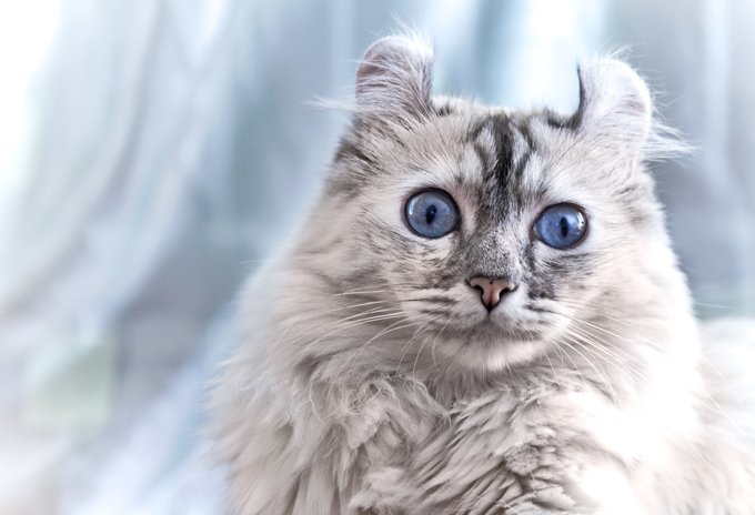Top Cat Breeds That Shed The Most Fur - CatTime
