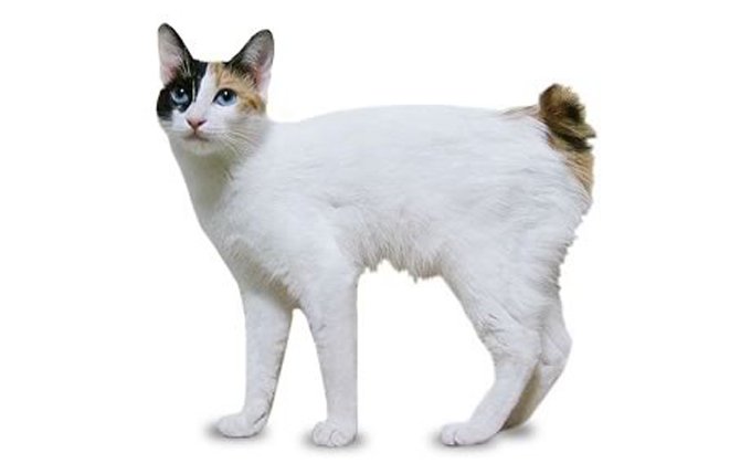 Top 17 Least Shedding Cat Breeds - CatTime
