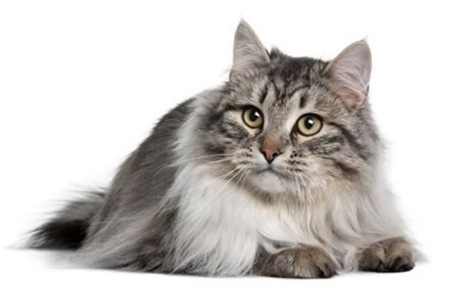Top 17 Least Shedding Cat Breeds - CatTime