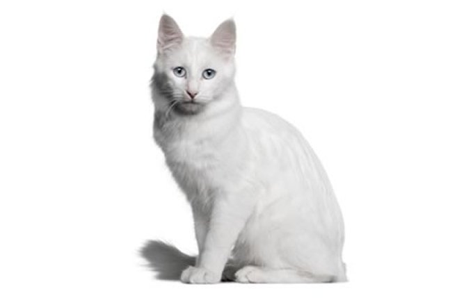 Top 14 Most Playful Cat Breeds - CatTime