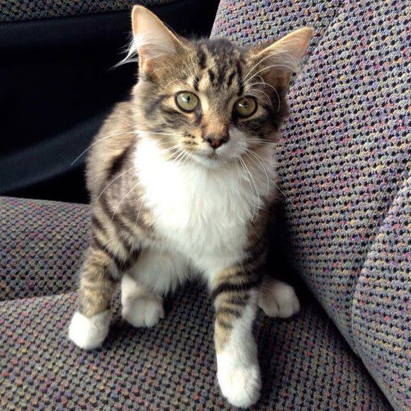 UPDATE: "Broken cat" named Lucky gets fixed - CatTime