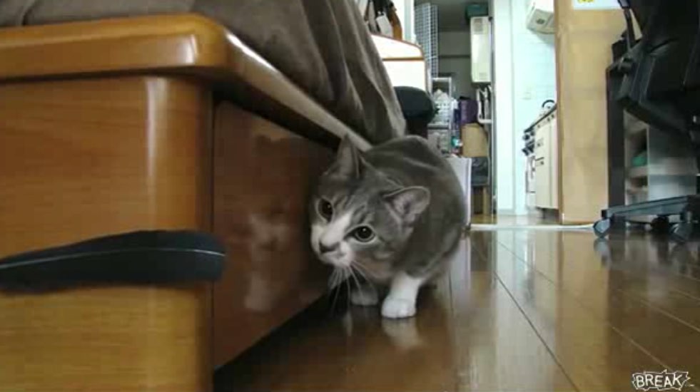 Games For Cats: Catch The Feather [VIDEO] - CatTime