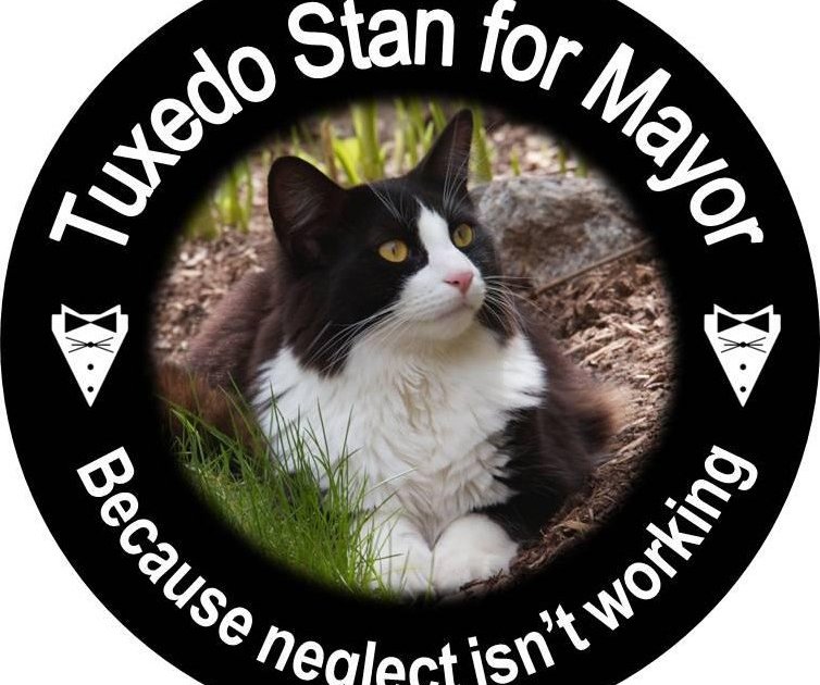 Cat runs for mayor in Nova Scotia - CatTime