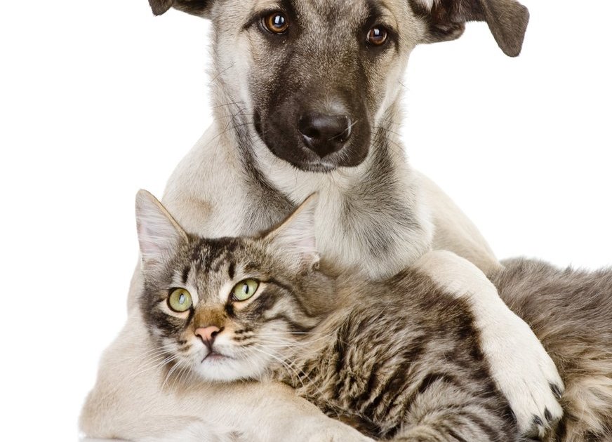 Hurricane Sandy causes devastation, pet evacuations - CatTime