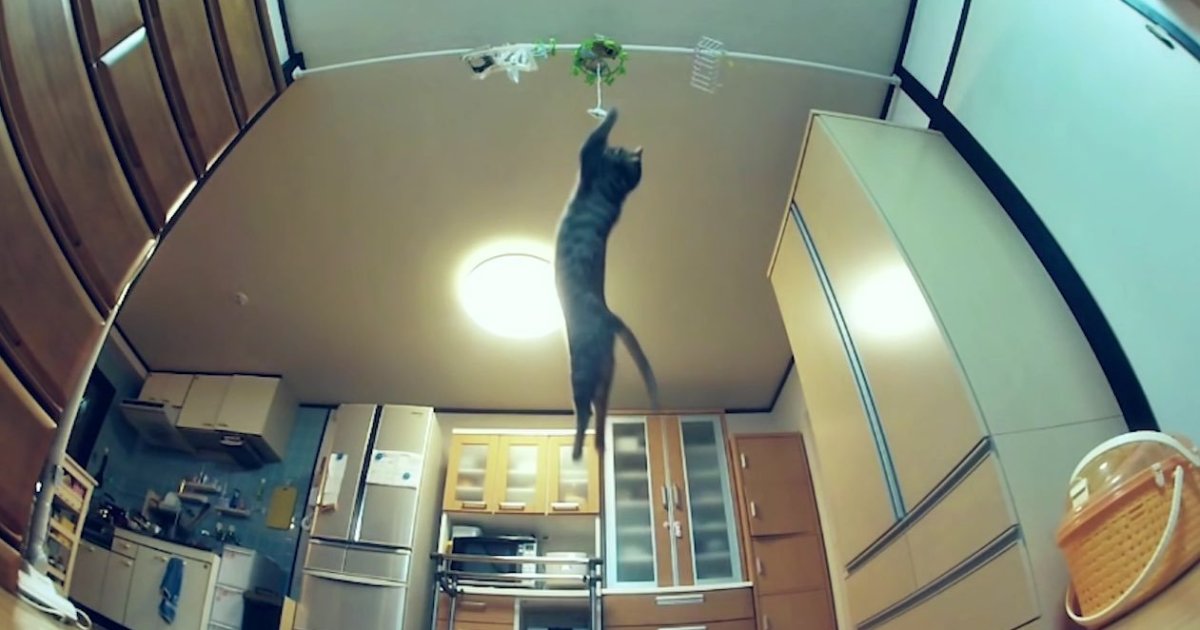Nothing Can Rival The Jumping Cat [VIDEO] - CatTime