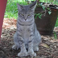 Hemingway cats headed to the Supreme Court? - CatTime