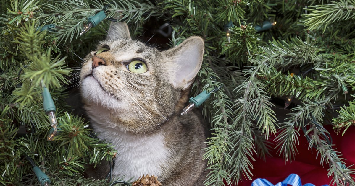 Pet safety tips for Christmas - CatTime