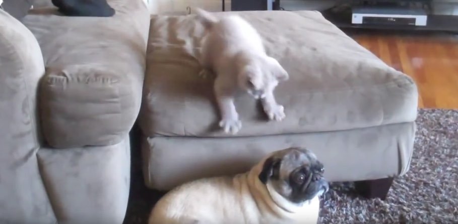 Kitten Vs. Pug [VIDEO] - CatTime