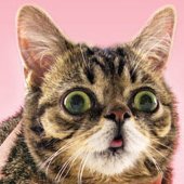Internet celebrity cats get their due with ‘Lil Bub’ - CatTime