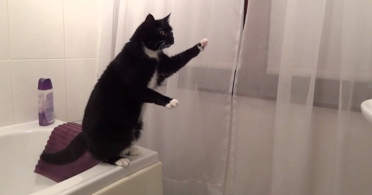 Smart Cat Poses For Mirror - CatTime