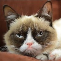 Grumpy Cat’s Friskies commercial - CatTime