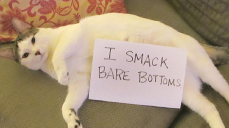 15 Funny Pictures Of Public Cat Shaming - CatTime